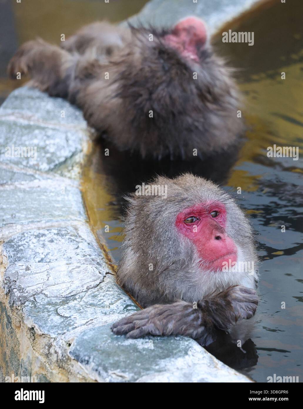 Japanese macaques, known as snow monkeys, soak their shoulders deep in ...
