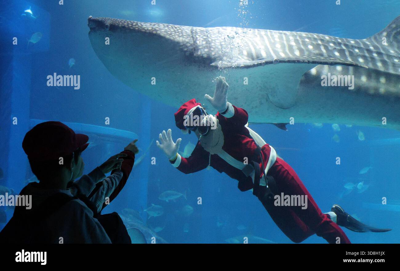 A diver dressed as Santa Claus, swimming with a whale shark, poses for ...