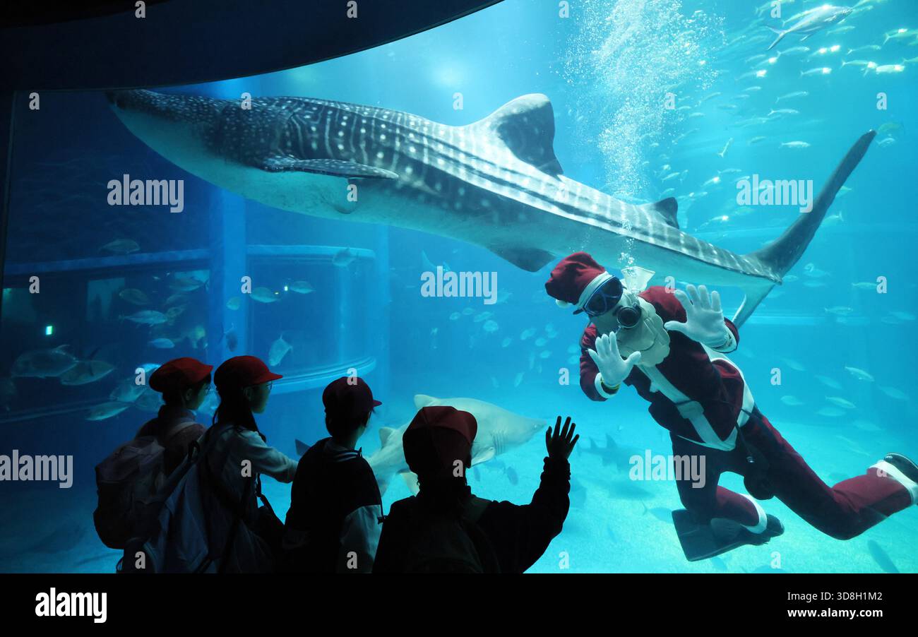A diver dressed as Santa Claus, swimming with a whale shark, poses for ...