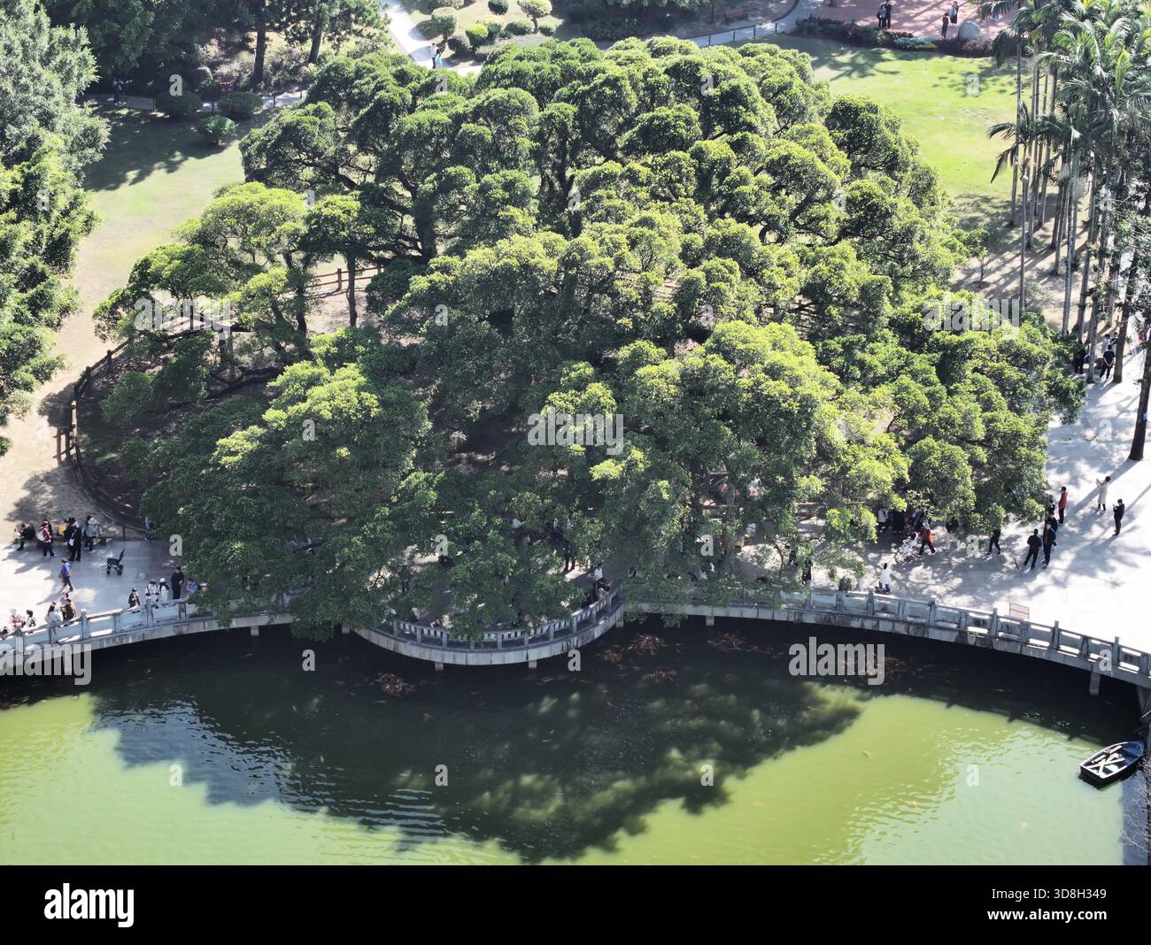 **CHINESE MAINLAND, HONG KONG, MACAU AND TAIWAN OUT** An ancient banyan ...