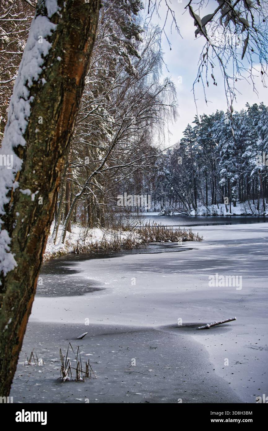 Tall trees creating snowy hi-res stock photography and images - Alamy