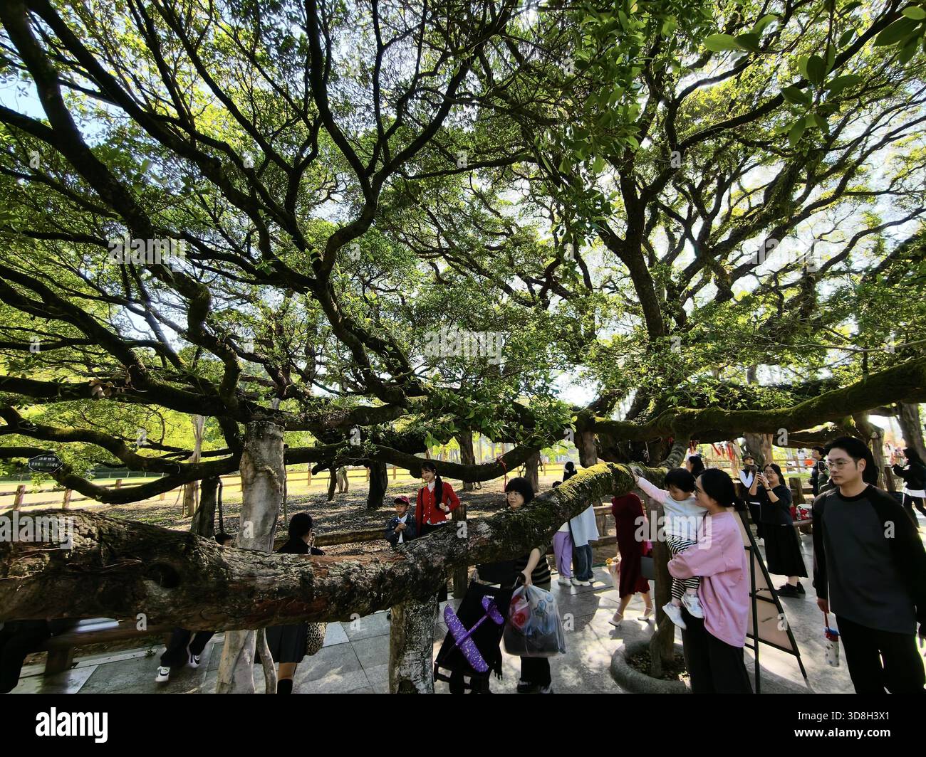 **CHINESE MAINLAND, HONG KONG, MACAU AND TAIWAN OUT** An ancient banyan ...