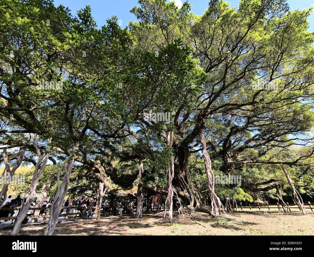 **CHINESE MAINLAND, HONG KONG, MACAU AND TAIWAN OUT** An ancient banyan ...