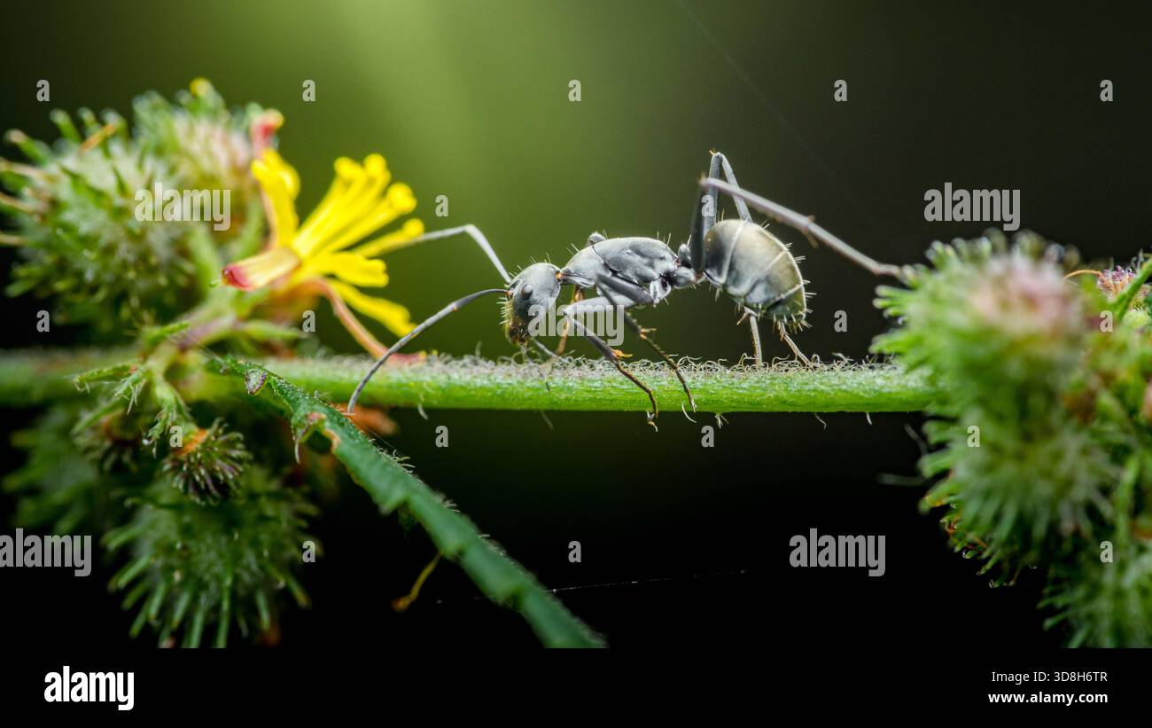 Ant crawling along a hairy green stem beside a small yellow flower ...