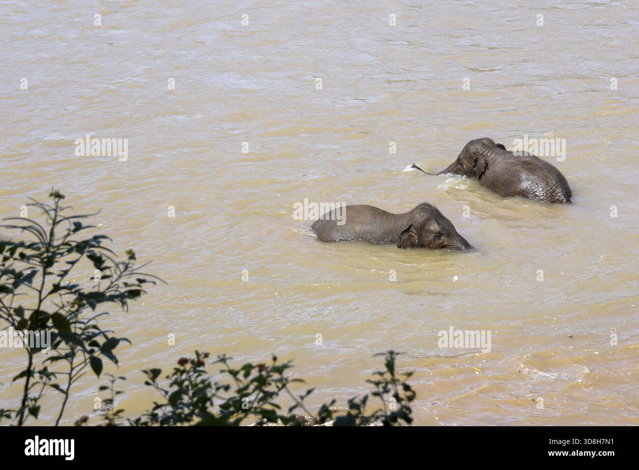 Asian elephant display in natural habitat hi-res stock photography and ...