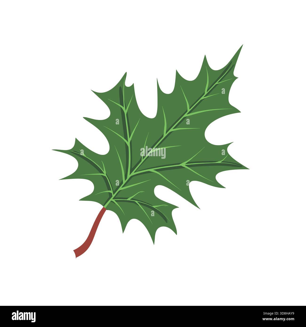 A single holly leaf with pointy edges and a short red stem is displayed ...