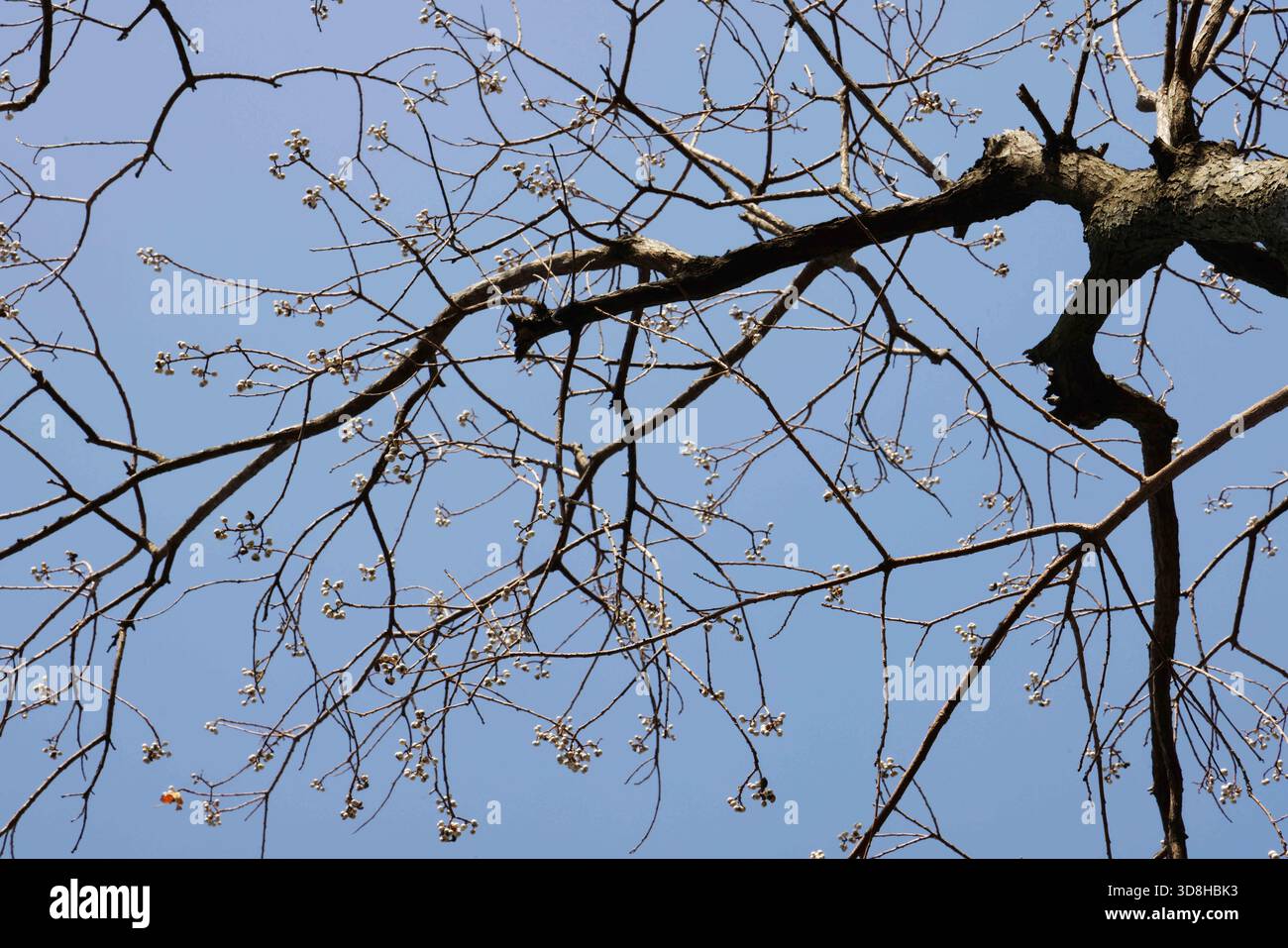 Chinese tallow trees in Shanghai, China, 28 November, 2025 Stock Photo ...