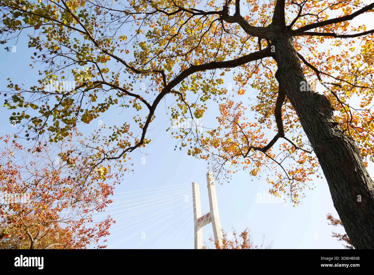 Chinese tallow trees in Shanghai, China, 28 November, 2025 Stock Photo ...