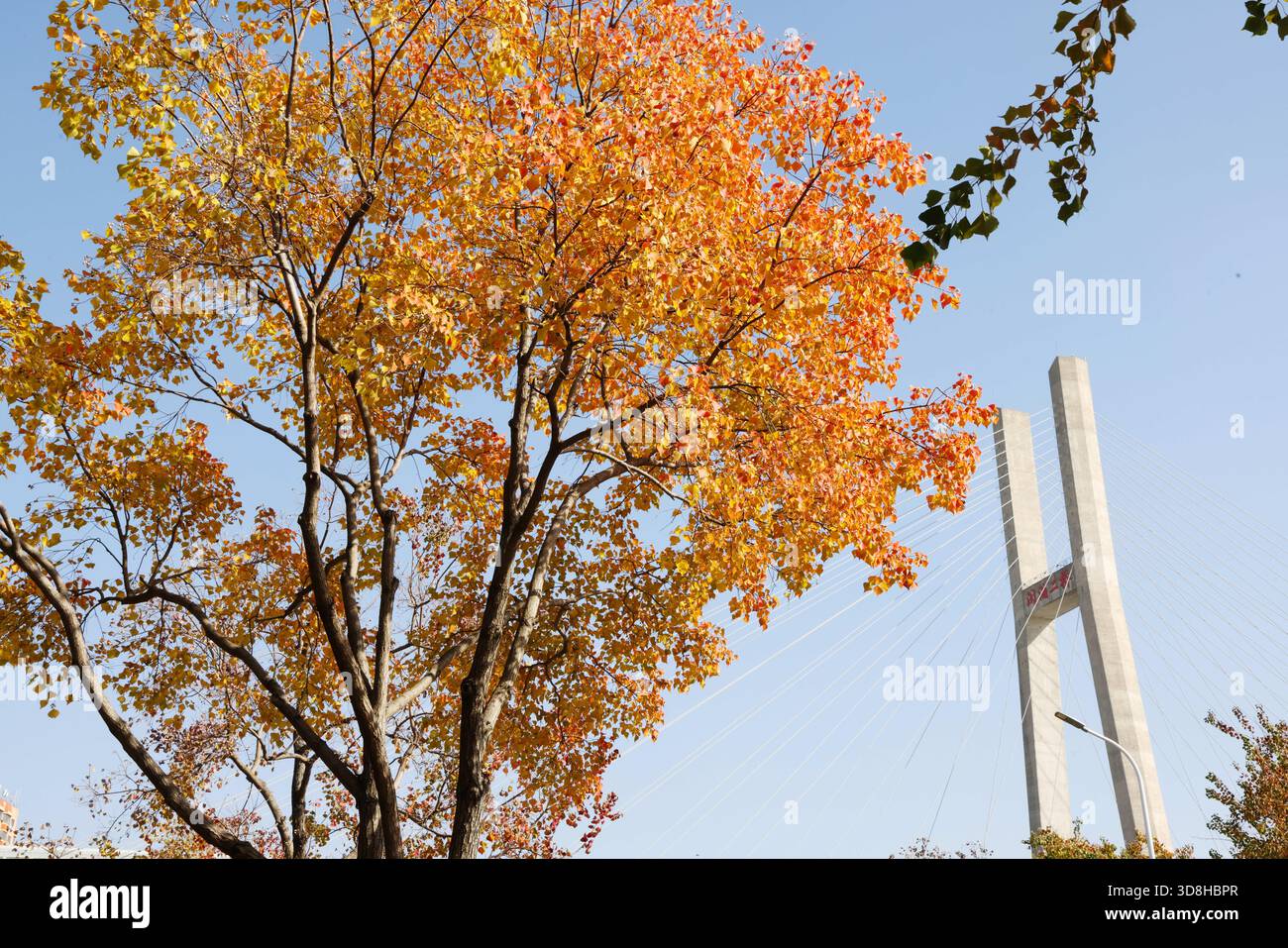 Chinese tallow trees in Shanghai, China, 28 November, 2025 Stock Photo ...