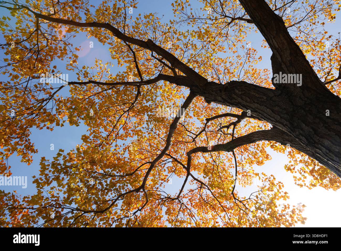 Chinese tallow trees in Shanghai, China, 28 November, 2025. (Photo by ...