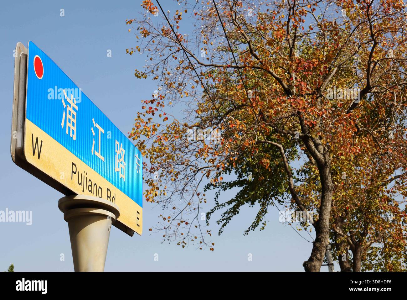 Chinese tallow trees in Shanghai, China, 28 November, 2025. (Photo by ...
