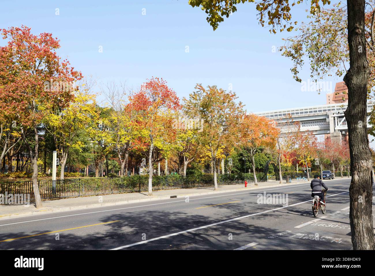 Chinese tallow trees in Shanghai, China, 28 November, 2025. (Photo by ...