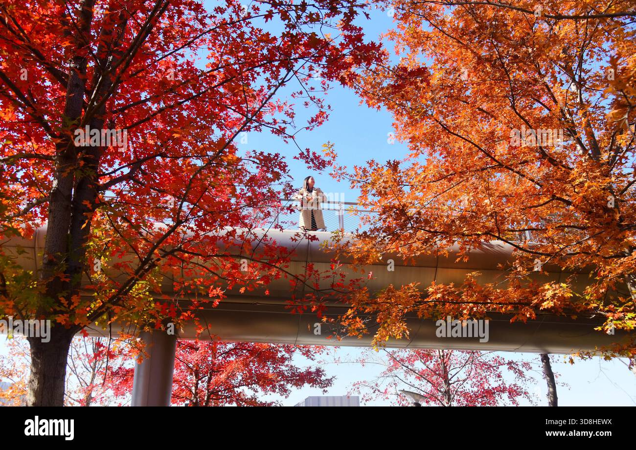Red maple trees in Hangzhou City, east China's Zhejiang Province, 29 ...