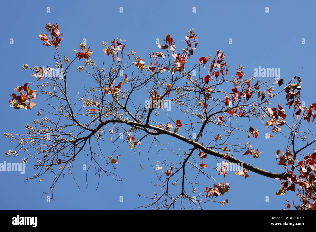 Chinese tallow trees in Shanghai, China, 28 November, 2025. (Photo by ...