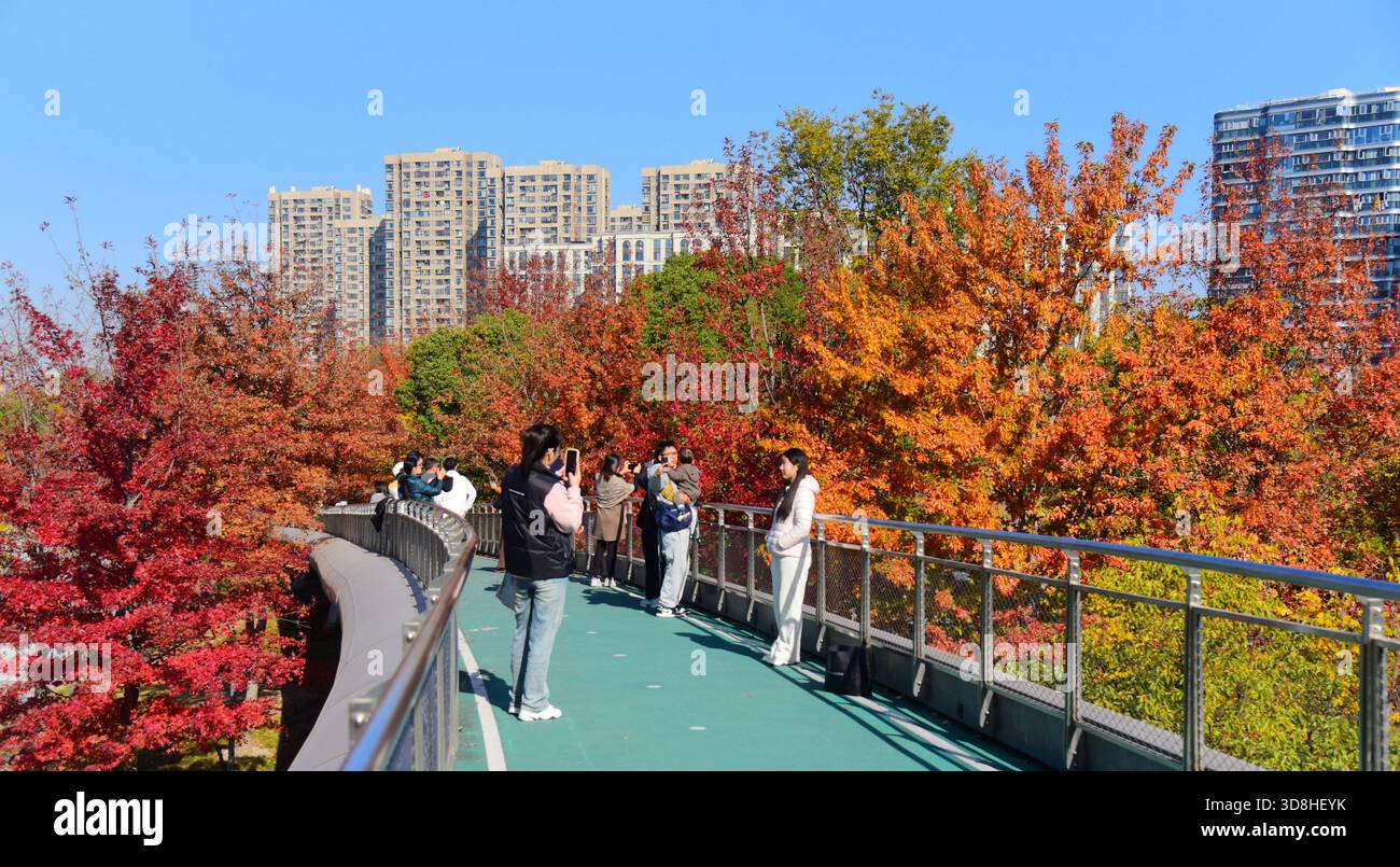 Red maple trees in Hangzhou City, east China's Zhejiang Province, 29 ...