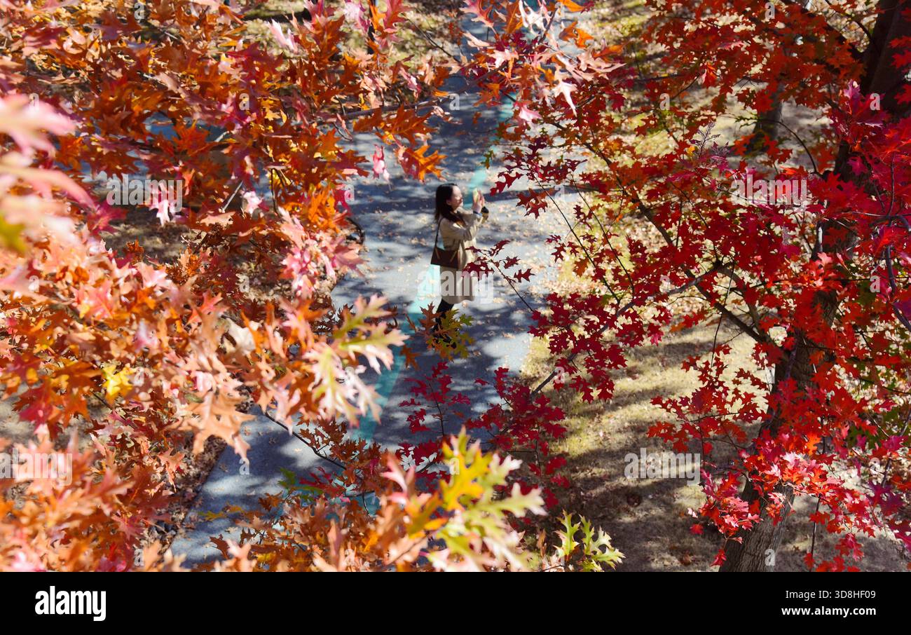 Red maple trees in Hangzhou City, east China's Zhejiang Province, 29 ...