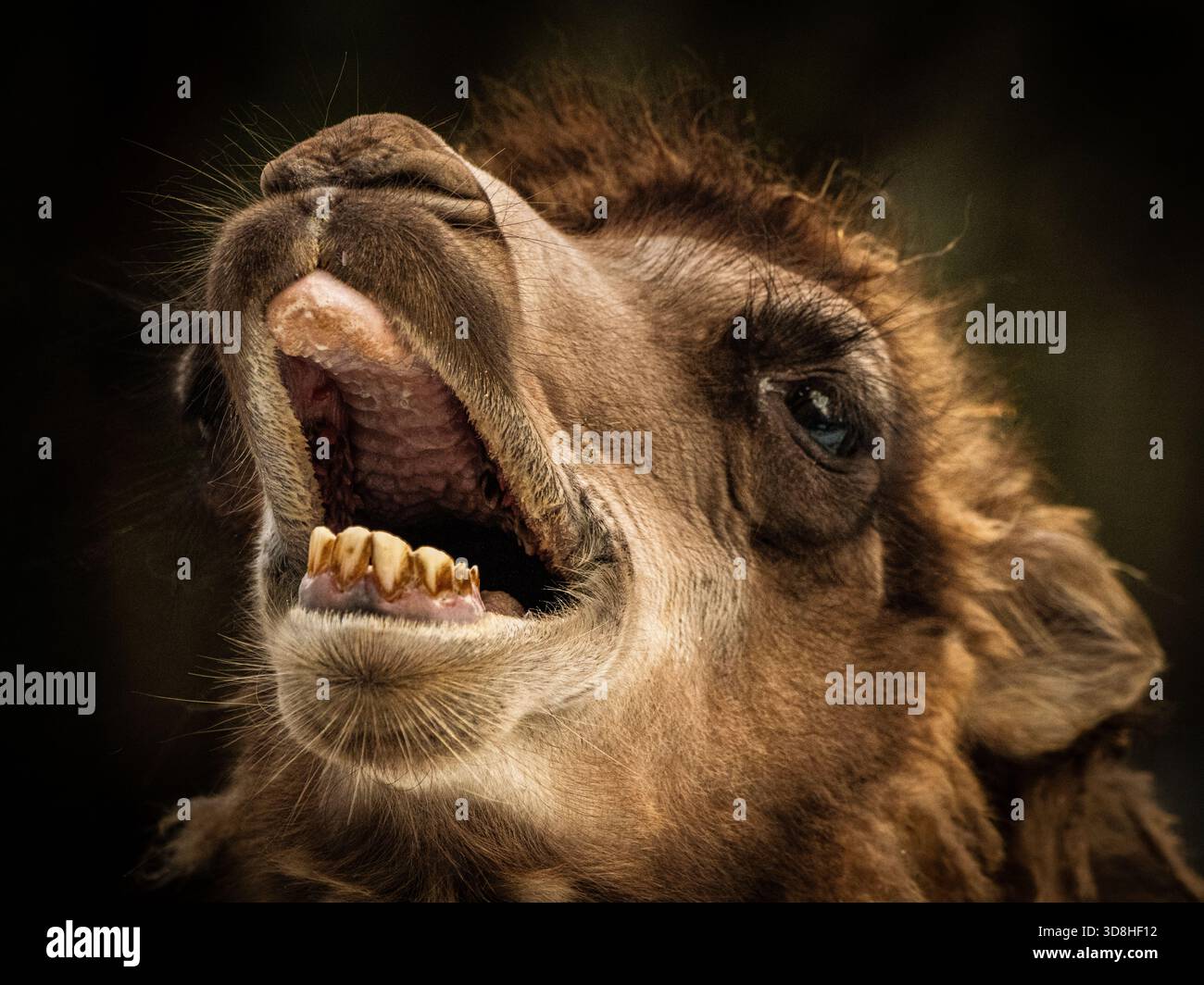 Bactrian camel calf comedian hi-res stock photography and images - Alamy