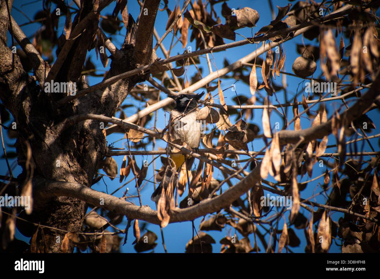 A Himalayan Bulbul (Pycnonotus leucogenys), also known as the white ...