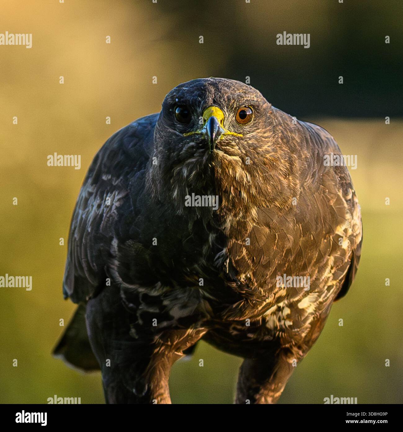 Close up of buzzard hi-res stock photography and images - Alamy