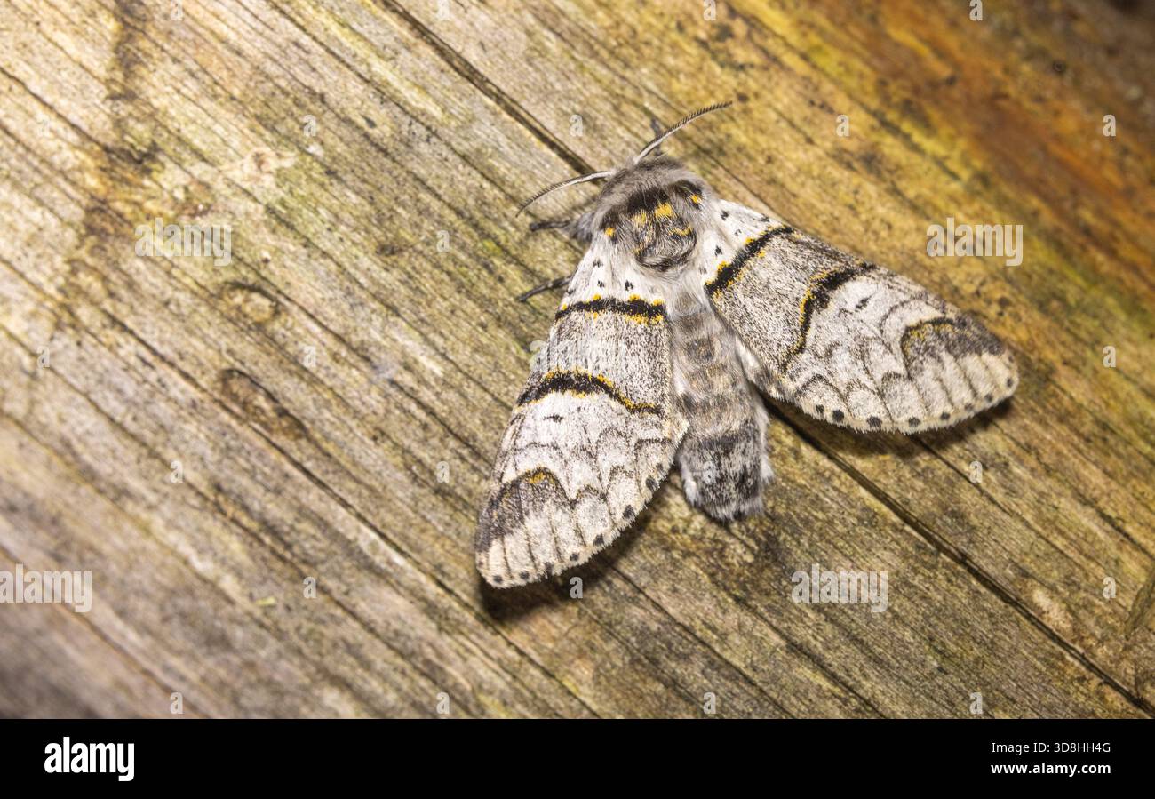 Petite queue fourchue hi-res stock photography and images - Alamy