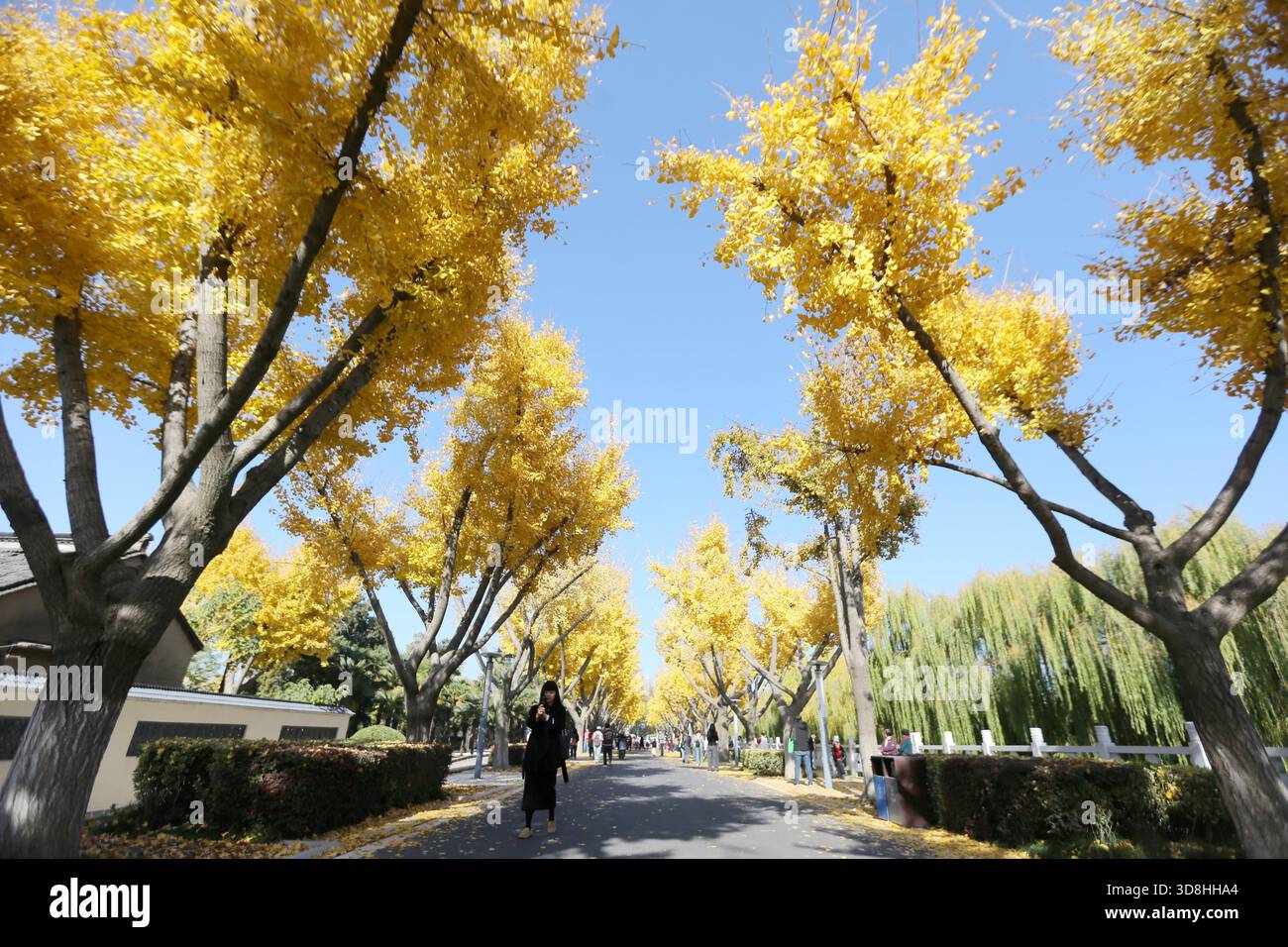 Tourists admire ginkgo trees in Yangzhou City, east China's Jiangsu ...