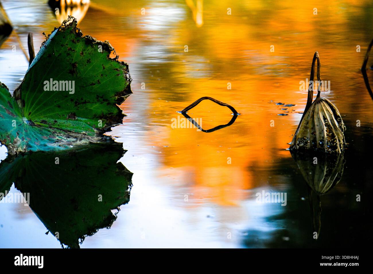 NANCHANG, CHINA - NOVEMBER 30, 2025 - The scene of residual lotus ...