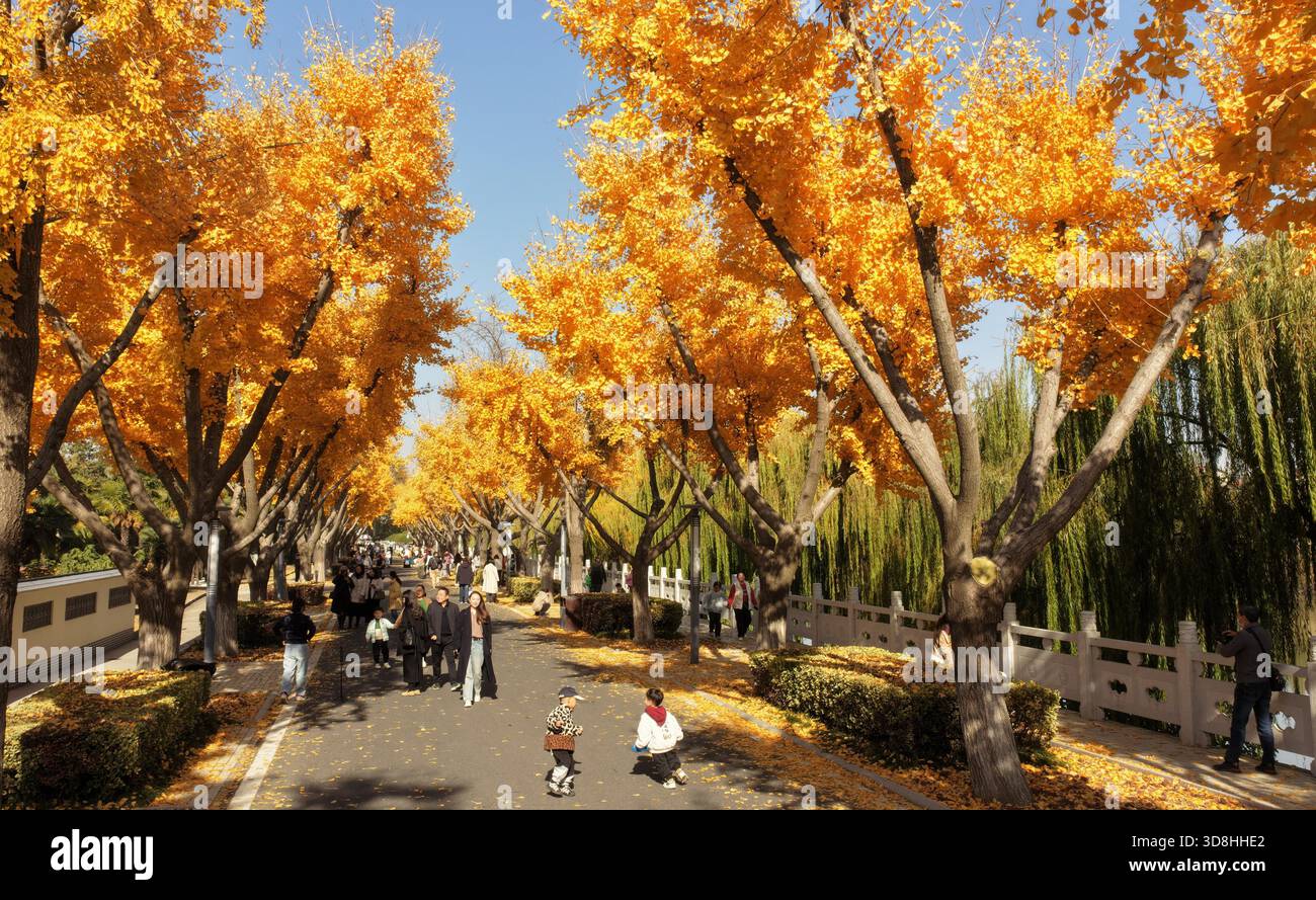 Tourists admire ginkgo trees in Yangzhou City, east China's Jiangsu ...