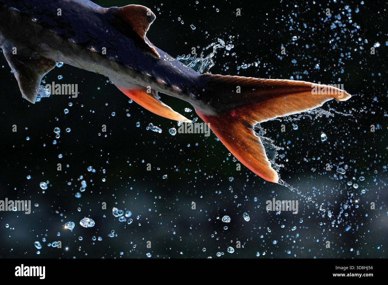 The powerful tail of a sturgeon propels the fish airborne, on July 23 ...