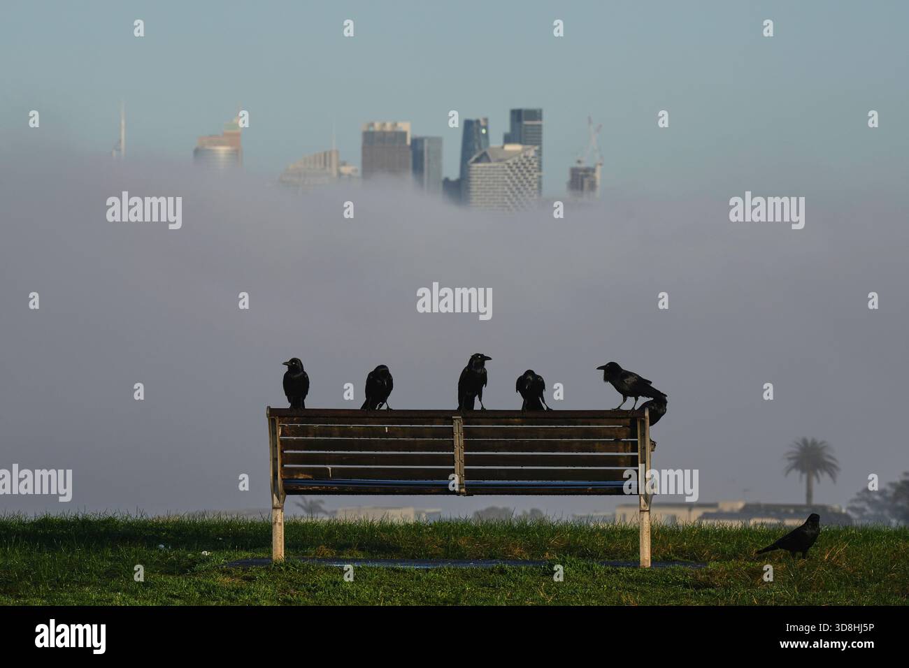 Birds perch on a park bench as a dense fog envelopes the Sydney skyline causing major commuter ...