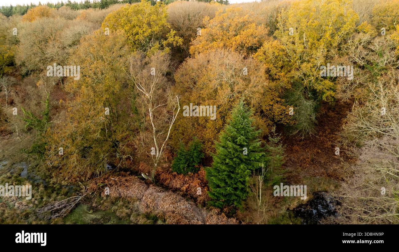 Forest of dean local plan review hi-res stock photography and images ...