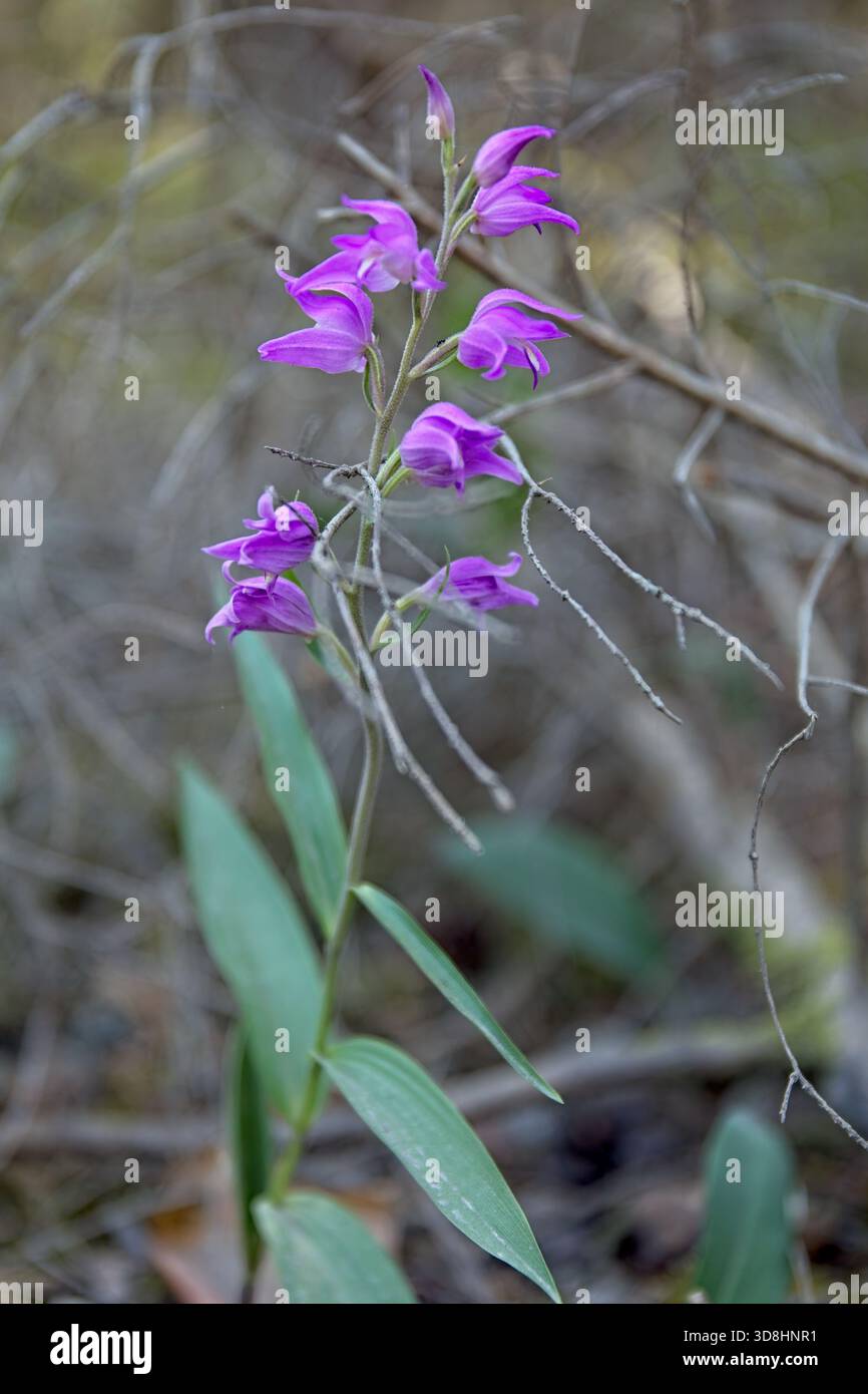 Close-up of blossoming Red Helleborine (cephalanthera rubra), and ...