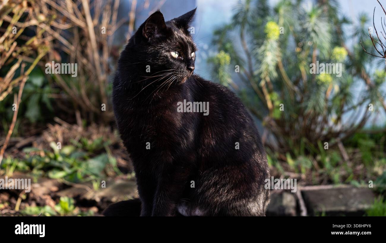 A sleek black cat is sitting in a garden, surrounded by vibrant plants ...