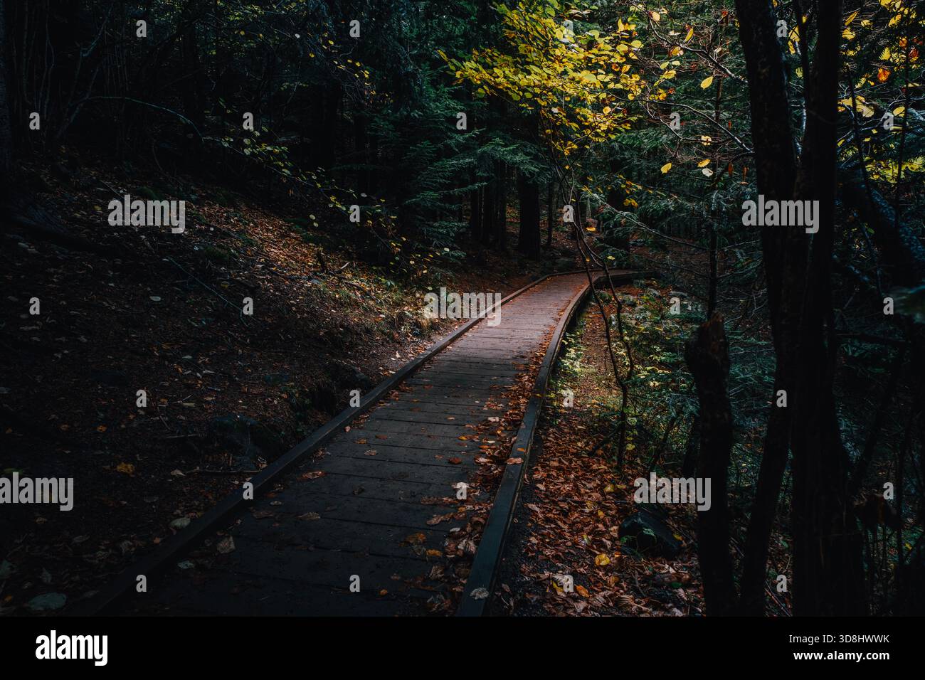 Dark and Moody Wooden Boardwalk Path Through a Deep Forest Covered with ...