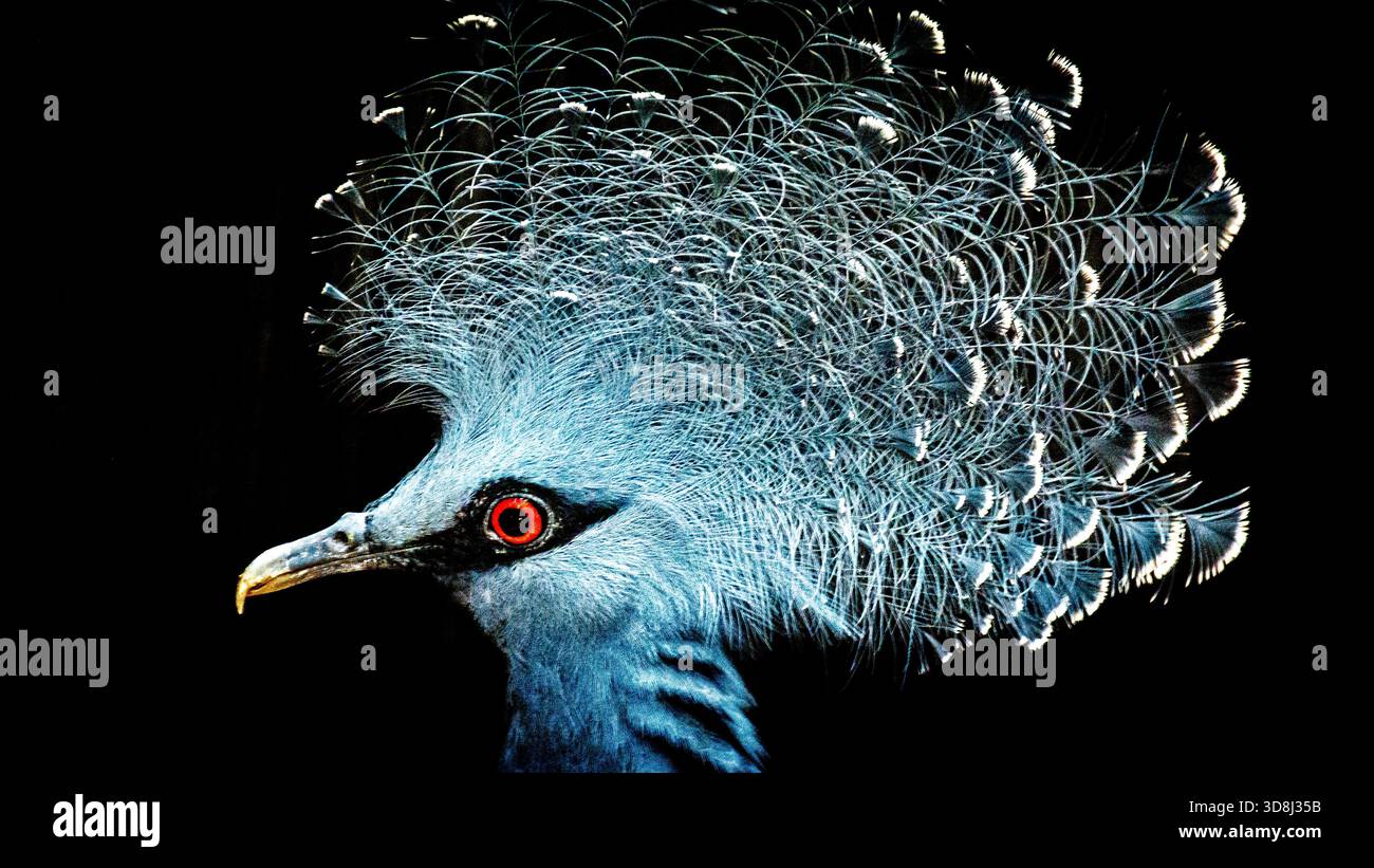 Queen victorias profile hi-res stock photography and images - Alamy