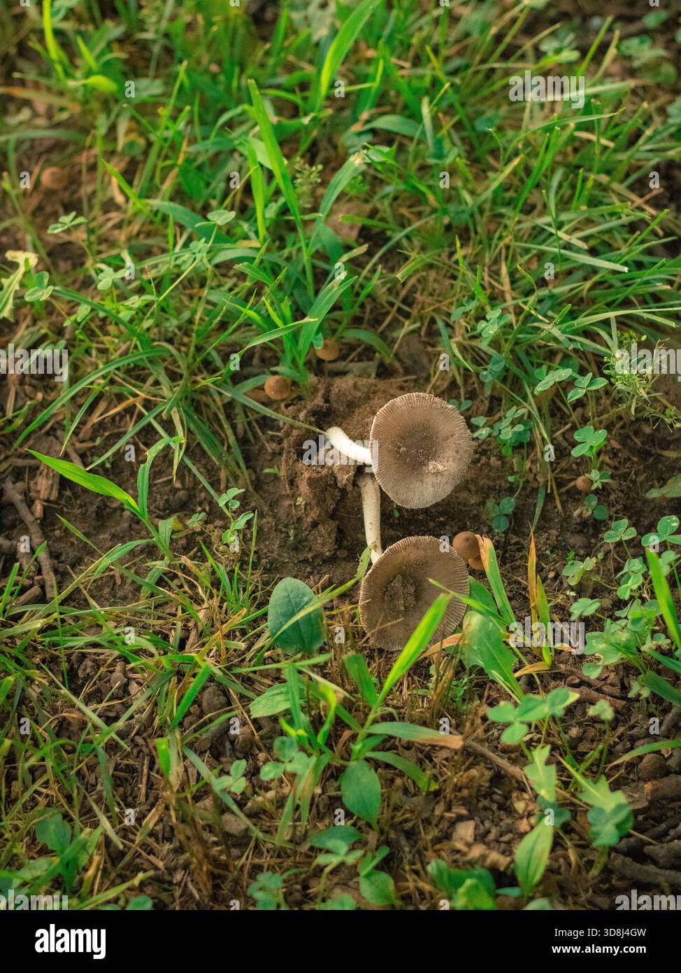 Mushrooms in damp grass hi-res stock photography and images - Alamy