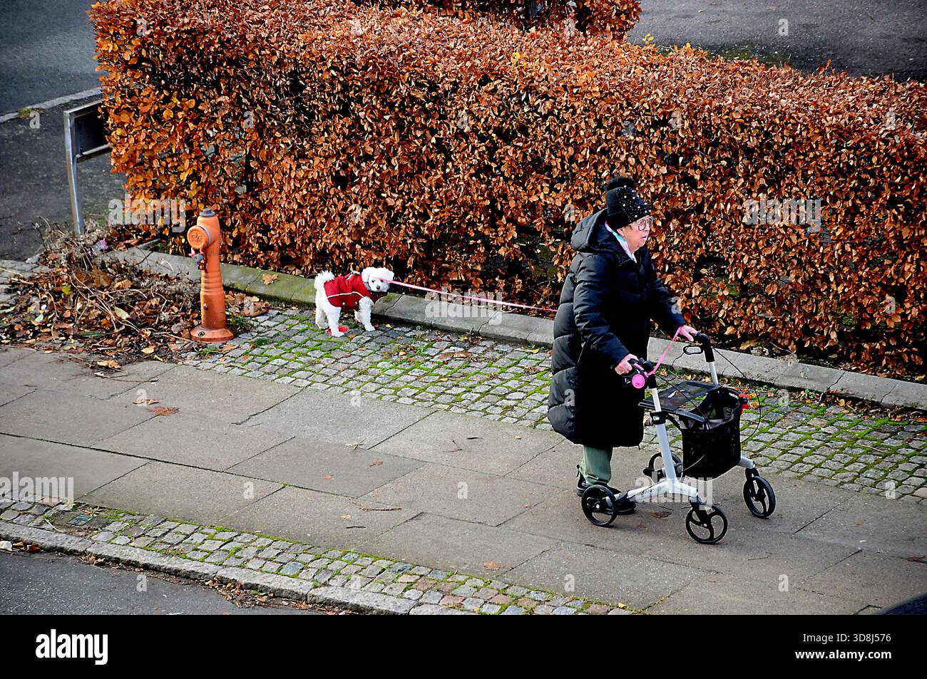 Copenhagen/ Denmark/1ST.DECEMBER 2025/ Senior citizen walking pets in ...