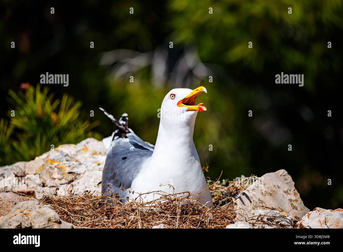Spanish seagull hi-res stock photography and images - Alamy