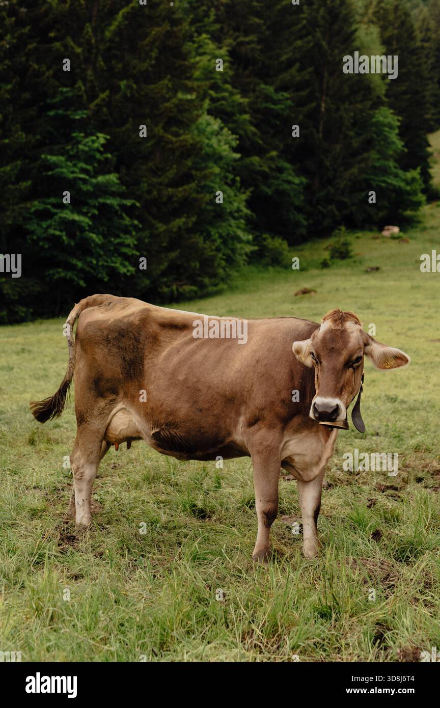 Traditional summer grazing farm hi-res stock photography and images - Alamy