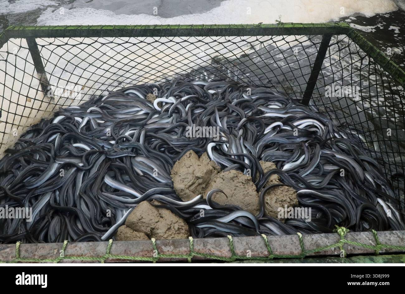Farmed eels are seen at Okusu Unagi in Shibushi City, Kagoshima ...
