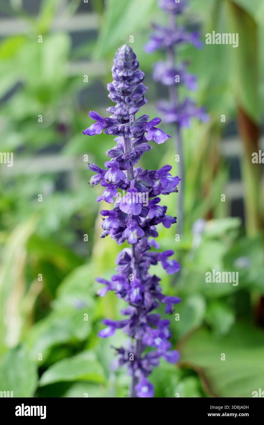 Salvia Mystic Spires, half hardy aromatic sage with deep purple flower ...