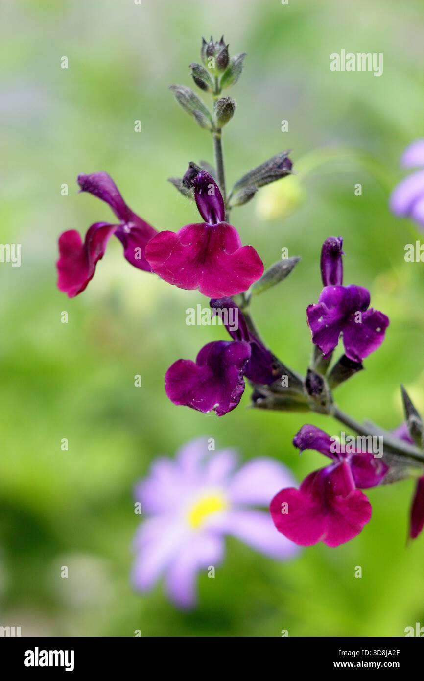 Salvia Nachtvlinder, long flowering ornamental sage shrub with deep ...