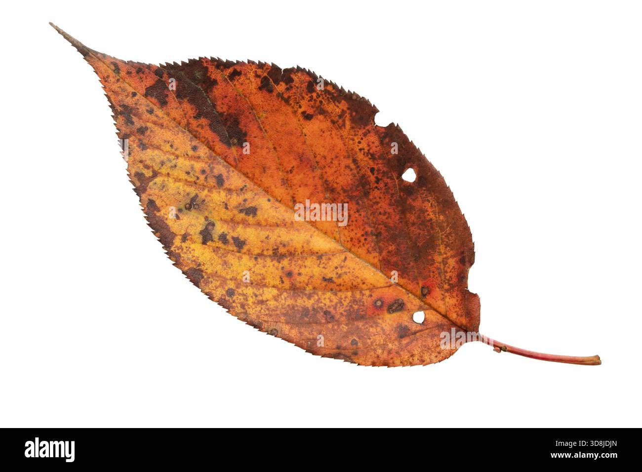 Spotted with dark red Cut Out Stock Images & Pictures - Alamy