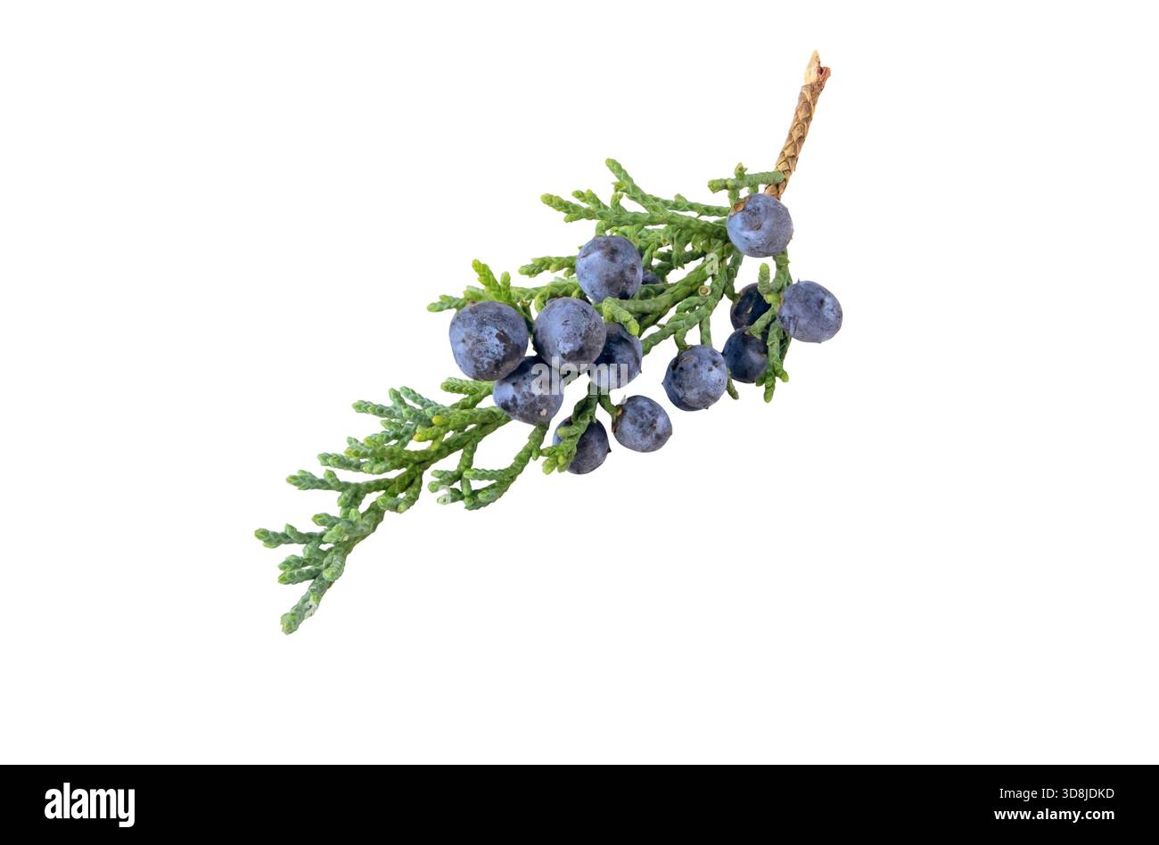 Juniper berries macro detail Cut Out Stock Images & Pictures - Alamy