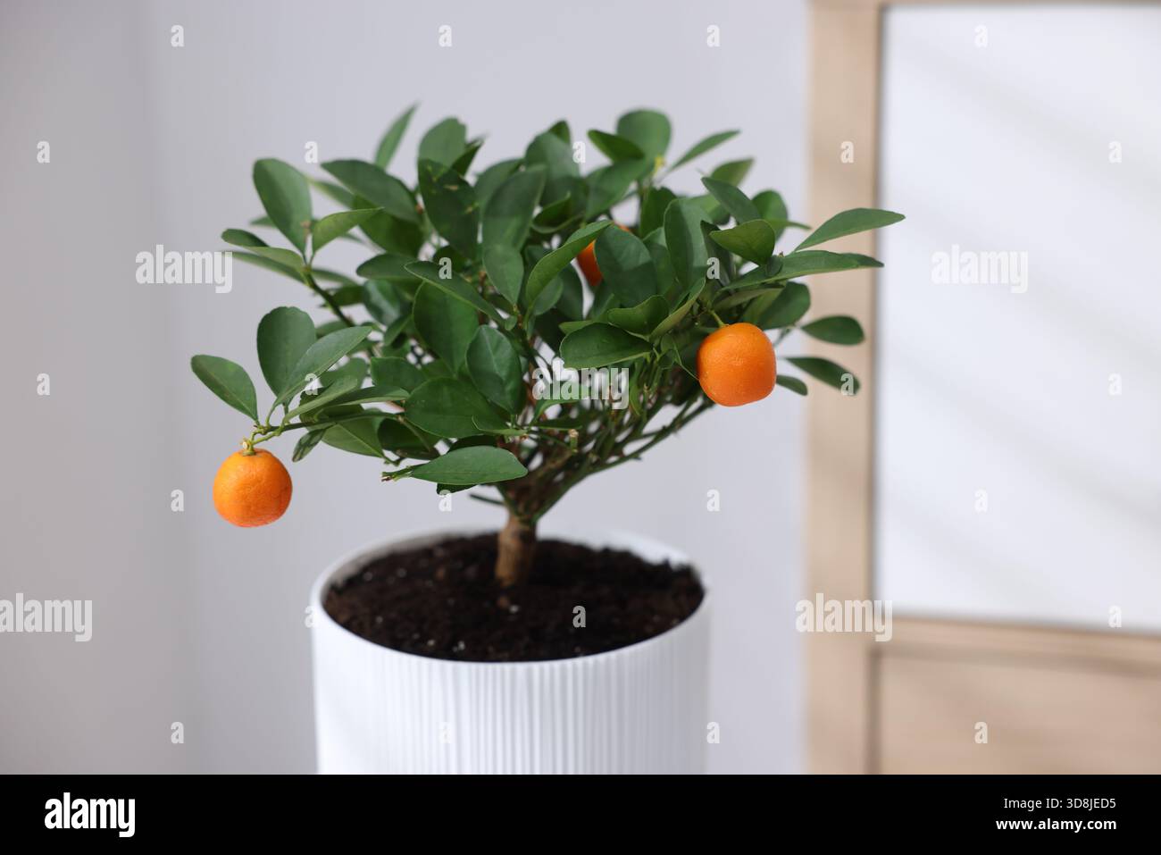 Potted tangerine tree with ripe fruits indoors, closeup Stock Photo - Alamy