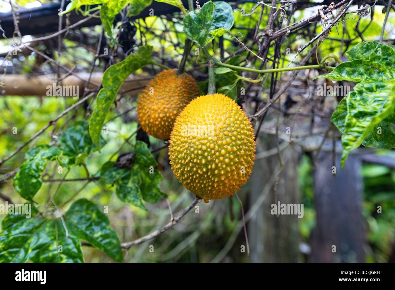 Gac tropical fruit spiky hi-res stock photography and images - Alamy