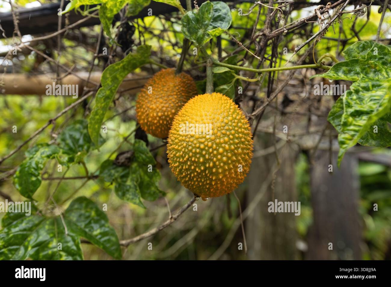 Gac tropical fruit spiky hi-res stock photography and images - Alamy