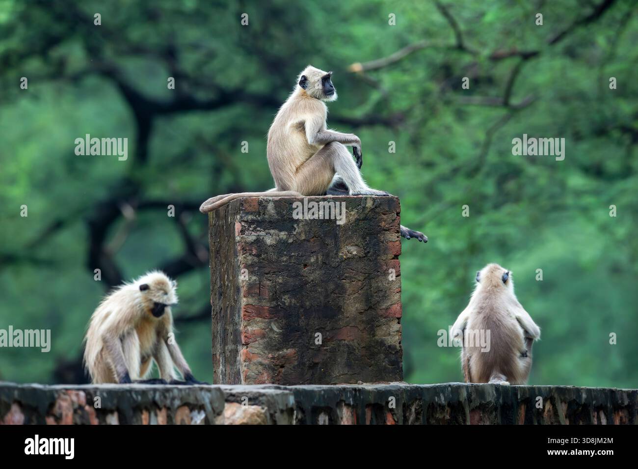 Northern plains gray langur Hanuman langurs or indian langur ...