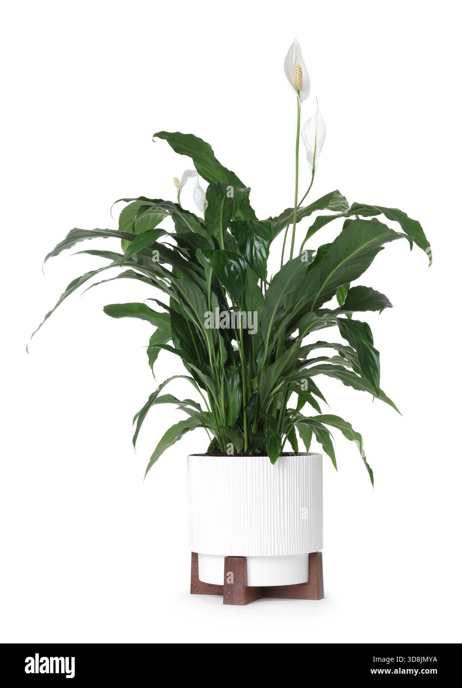 Beautiful potted peace lily houseplant with flowers isolated on white ...