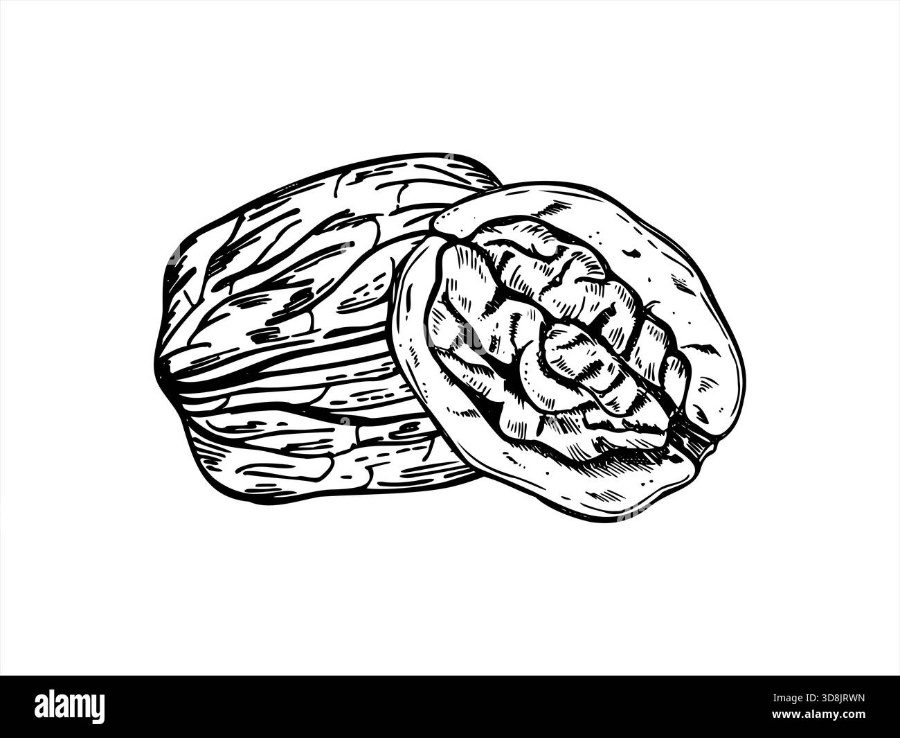 Whole shell Black and White Stock Photos & Images - Alamy