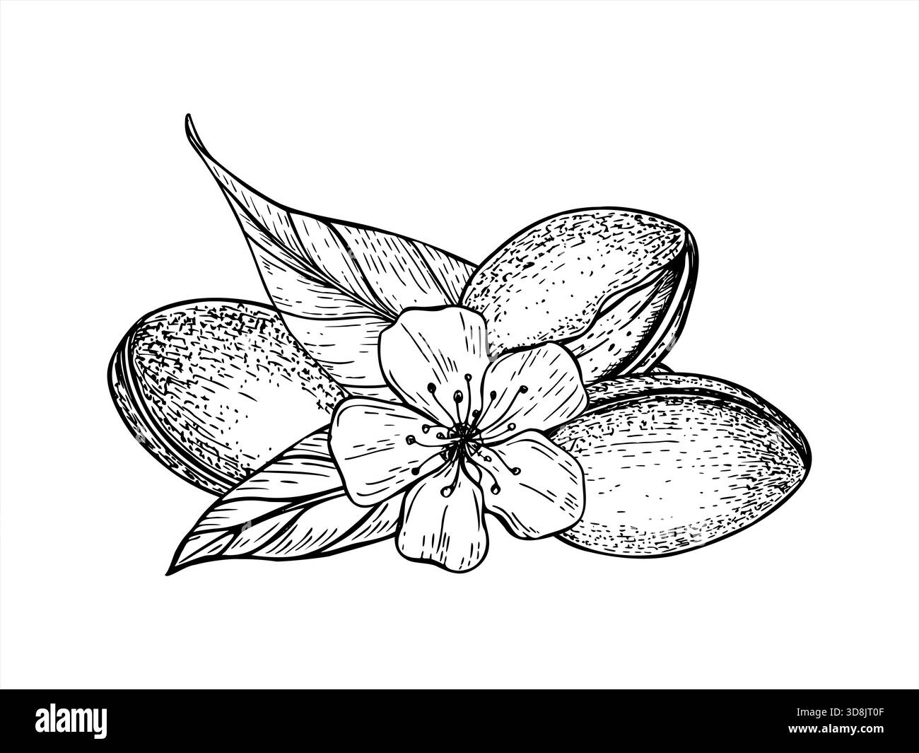 White almond blossom flower Black and White Stock Photos & Images - Alamy